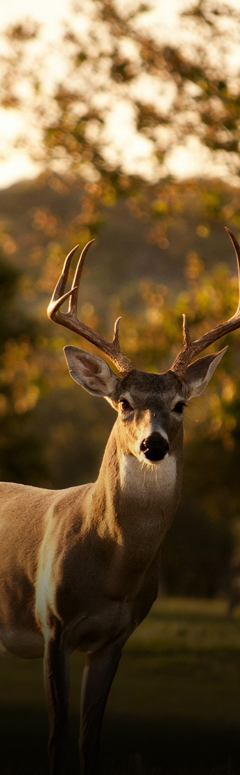 Megic: Unleash Your Creativity with Megic Be Seen,Be Heard